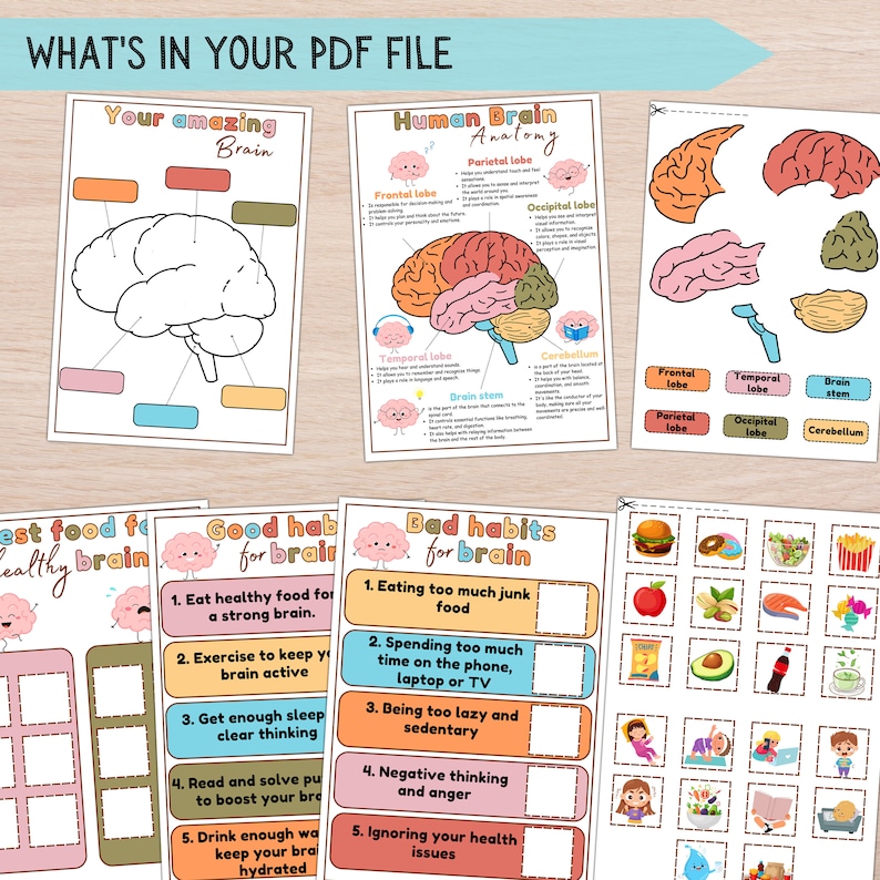 Anatomie des menschlichen Gehirns für Kinder, Hausschulaktivität ...