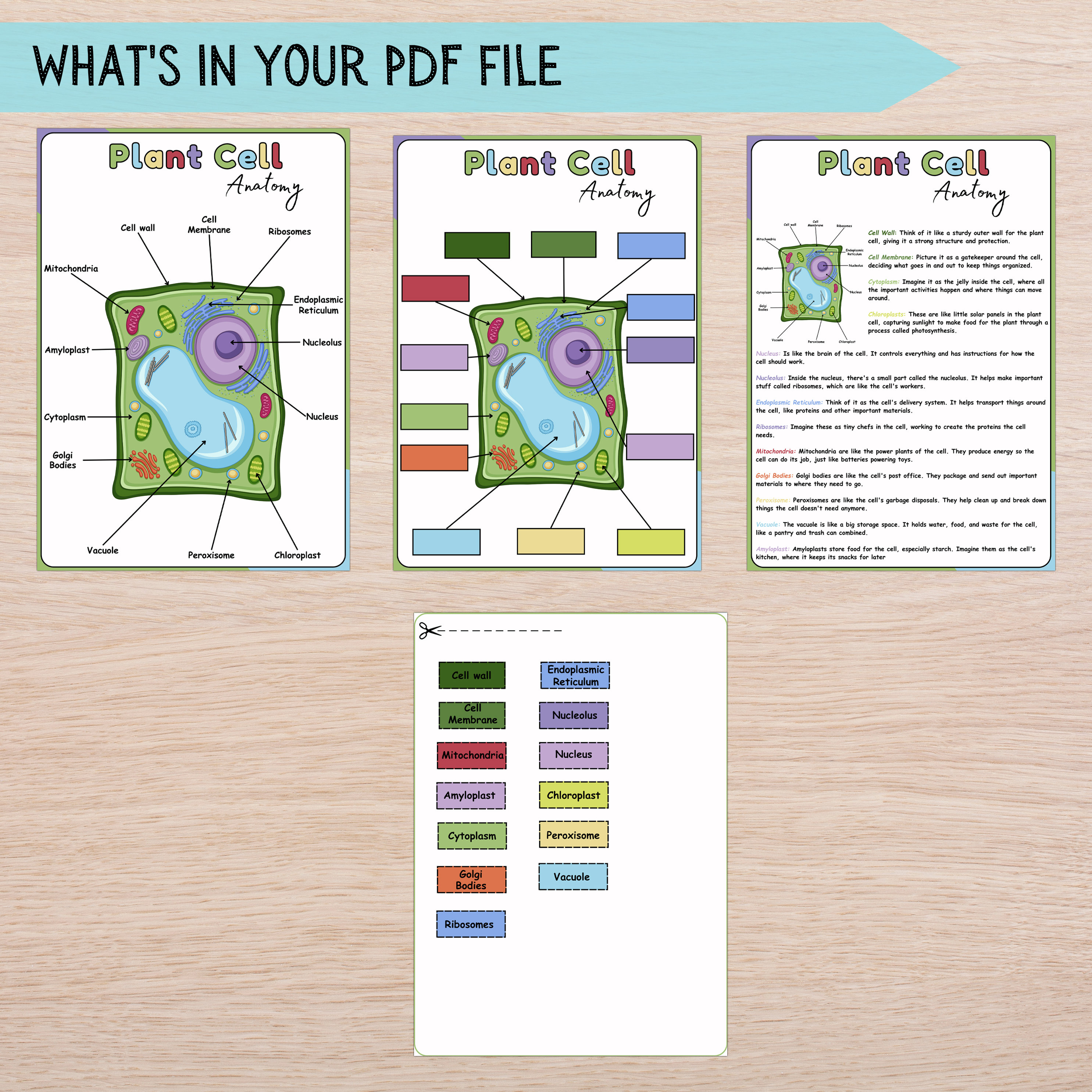 Plant Cell Structure Activity, Plants Biology Lesson for Kids, Nature ...