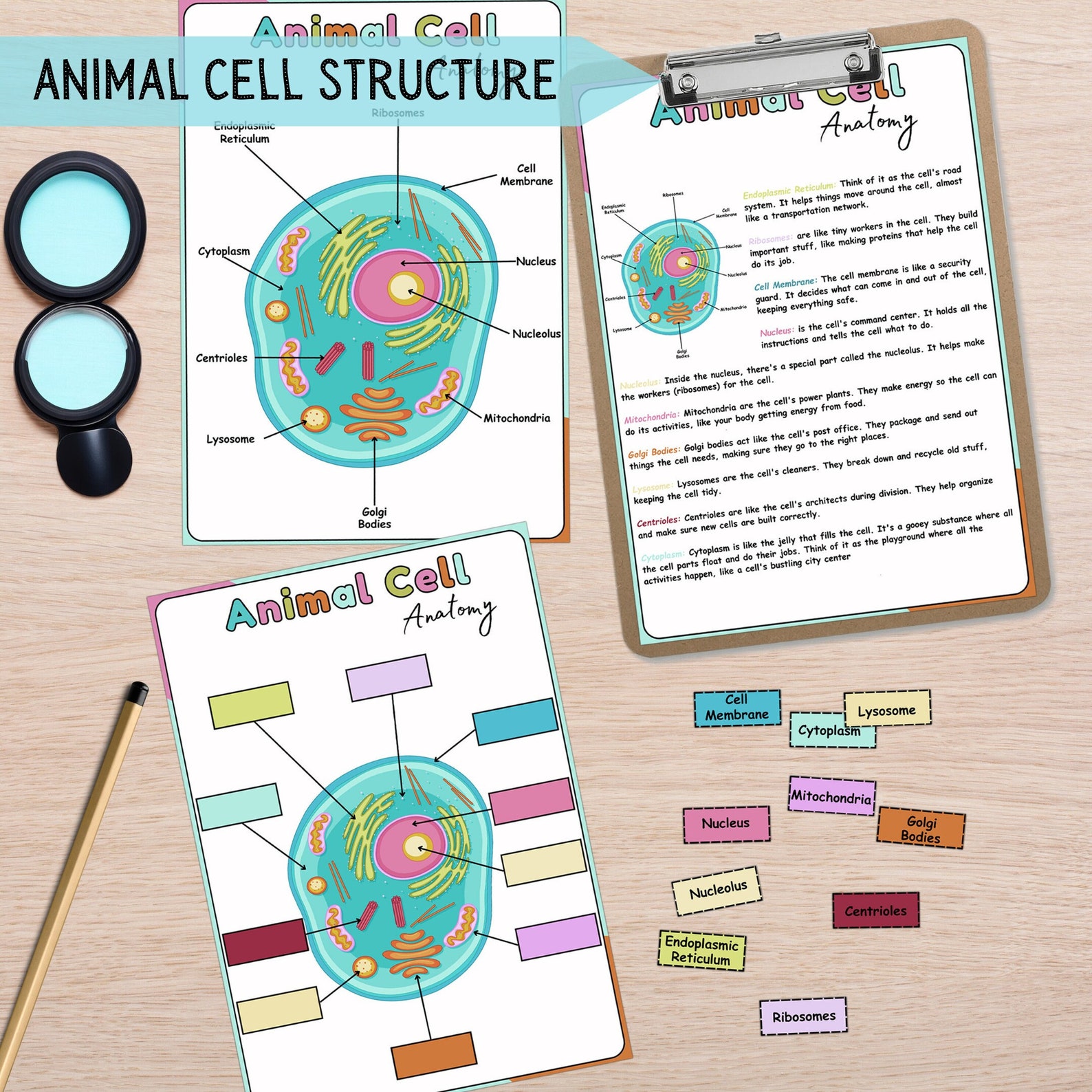Animal Cell Structure Diagram Biology Lesson for Kids, Science Unit ...