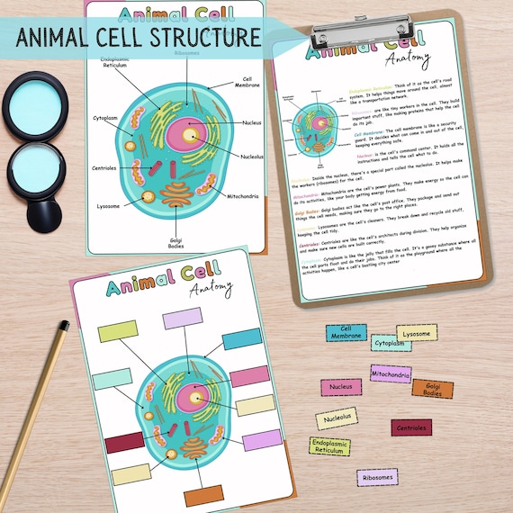 Animal And Plant Cell Diagram For Kids