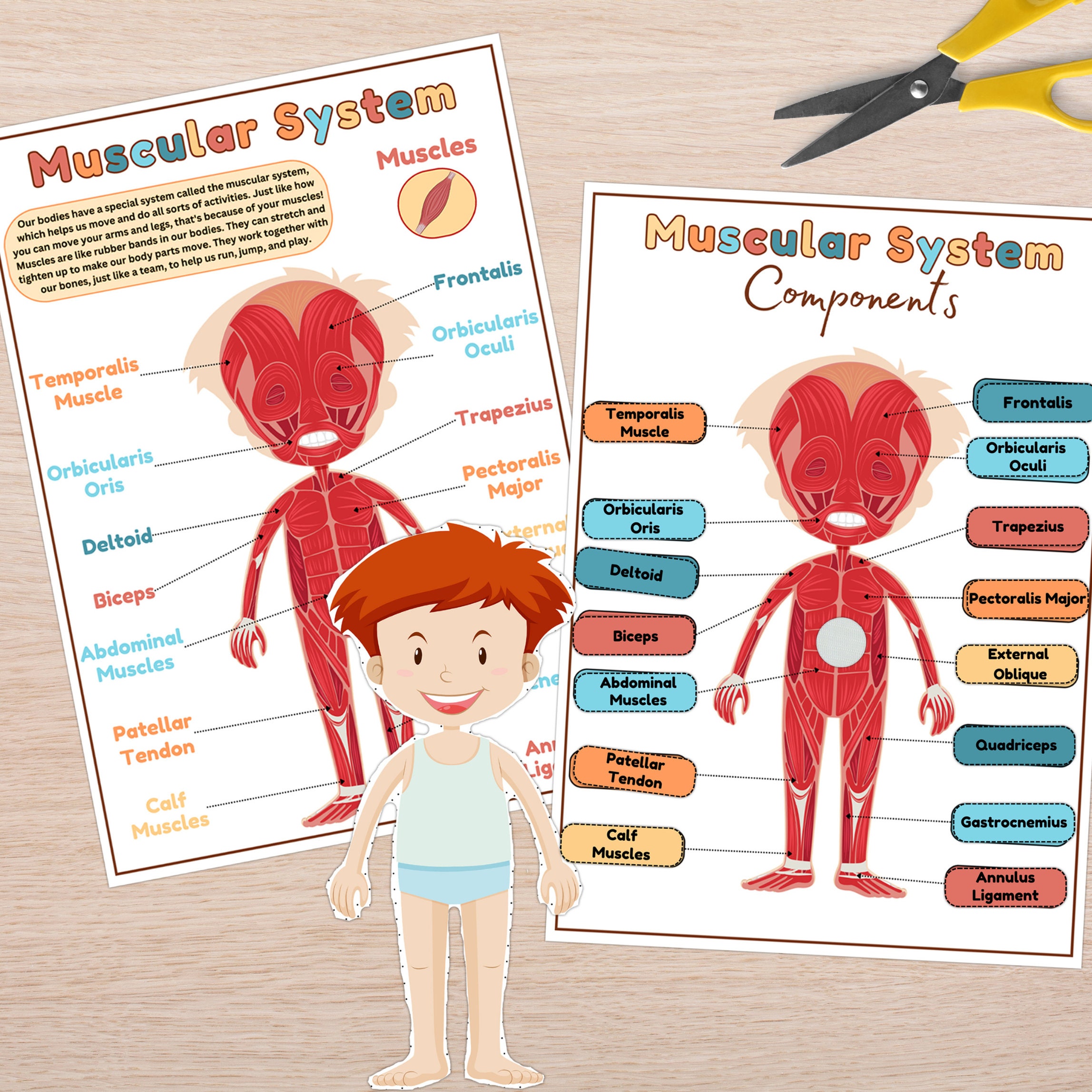 Muscular System Kid Learning Binder, Muscle Diagram, Human Anatomy ...
