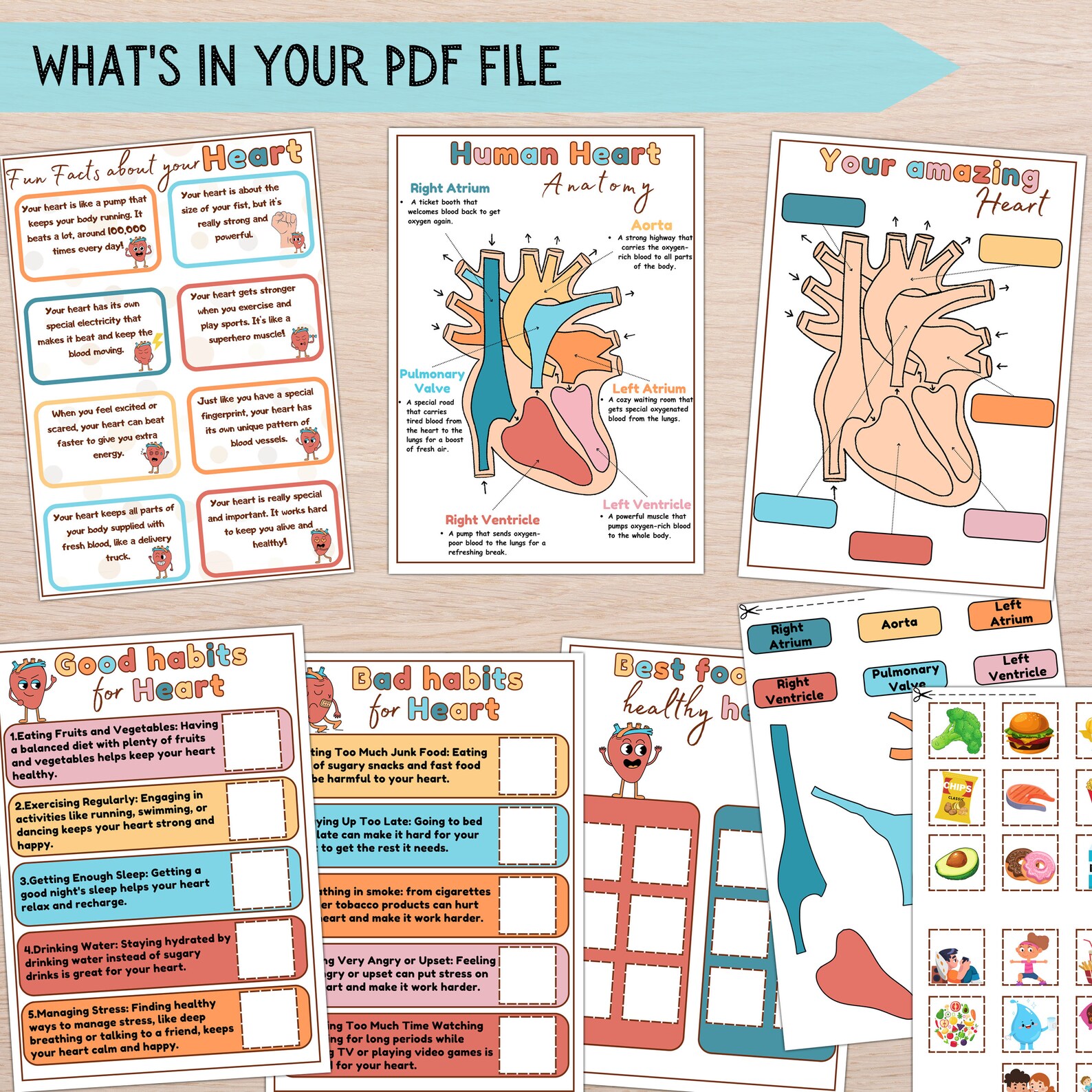 Heart Anatomy Printable Activity for Kids, Heart Diagram Matching Game ...