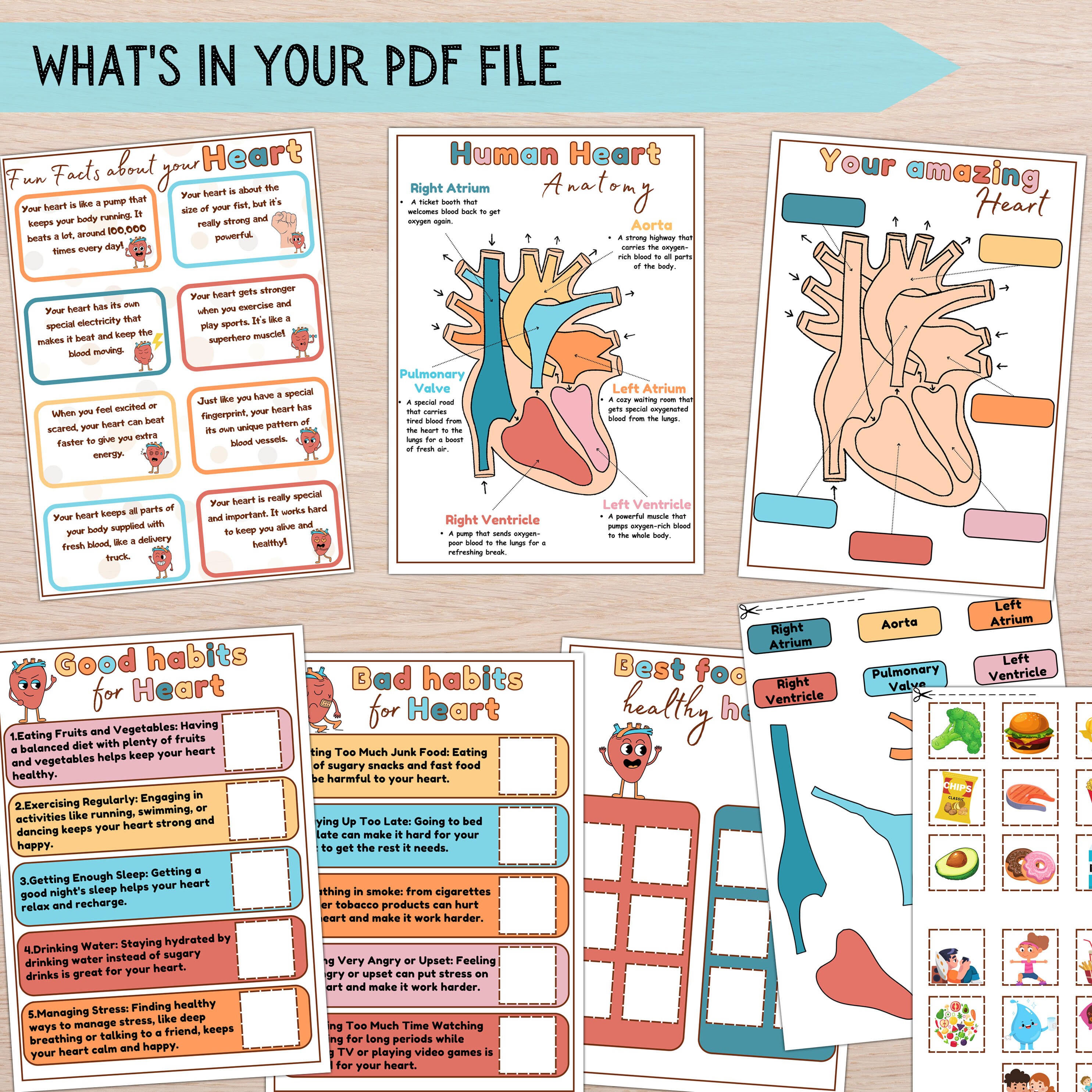 Heart Anatomy Printable Activity for Kids, Heart Diagram Matching Game ...