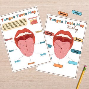 My Body Unit Study Toddler, Tongue Taste Buds for Kids, Anatomy Busy ...