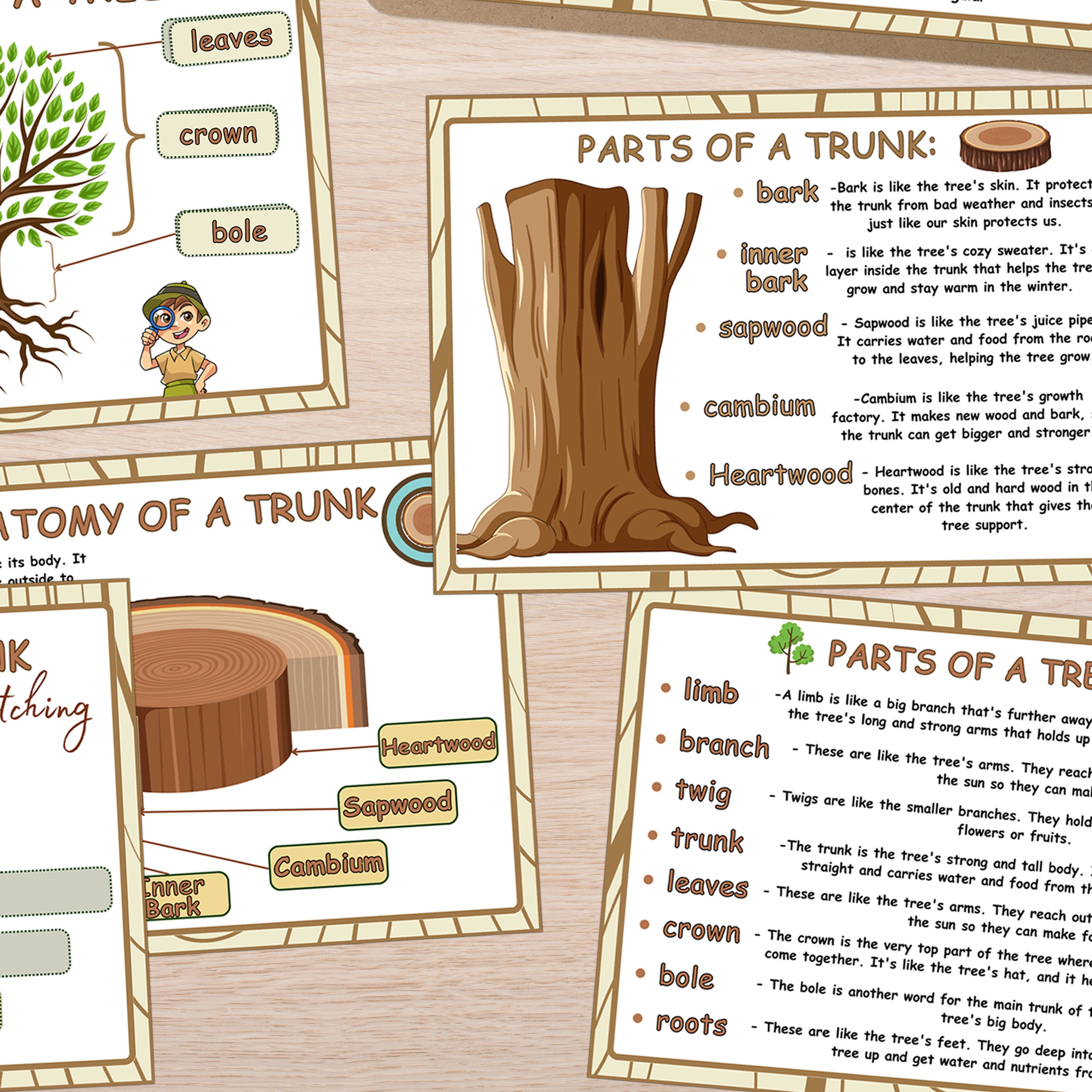 Tree Unit Study for Kids, Anatomy of a Tree & Trunk, Nature Study ...