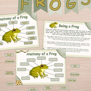 Frog Unit Study Kids, Frogs Amphibian Life Cycle & Anatomy Learning ...