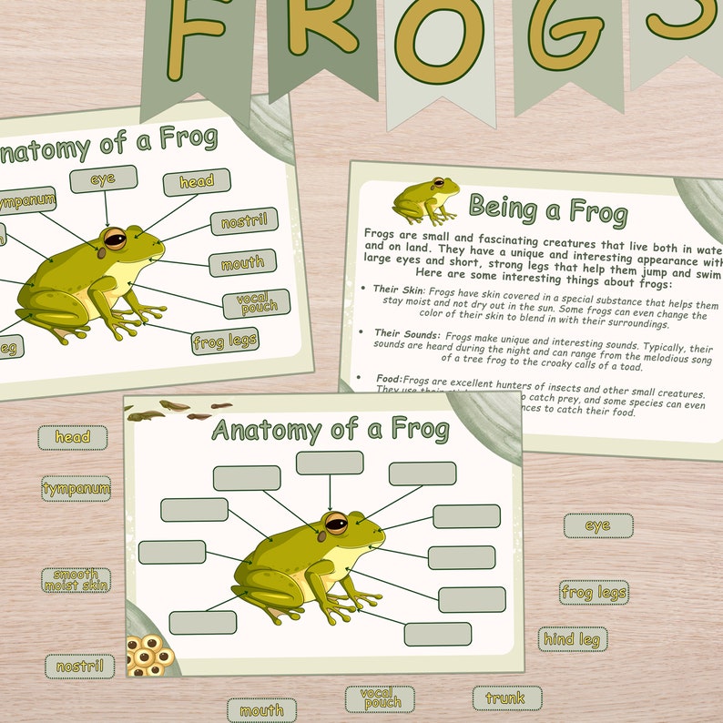 Frog Unit Study Kids, Frogs Amphibian Life Cycle & Anatomy Learning ...