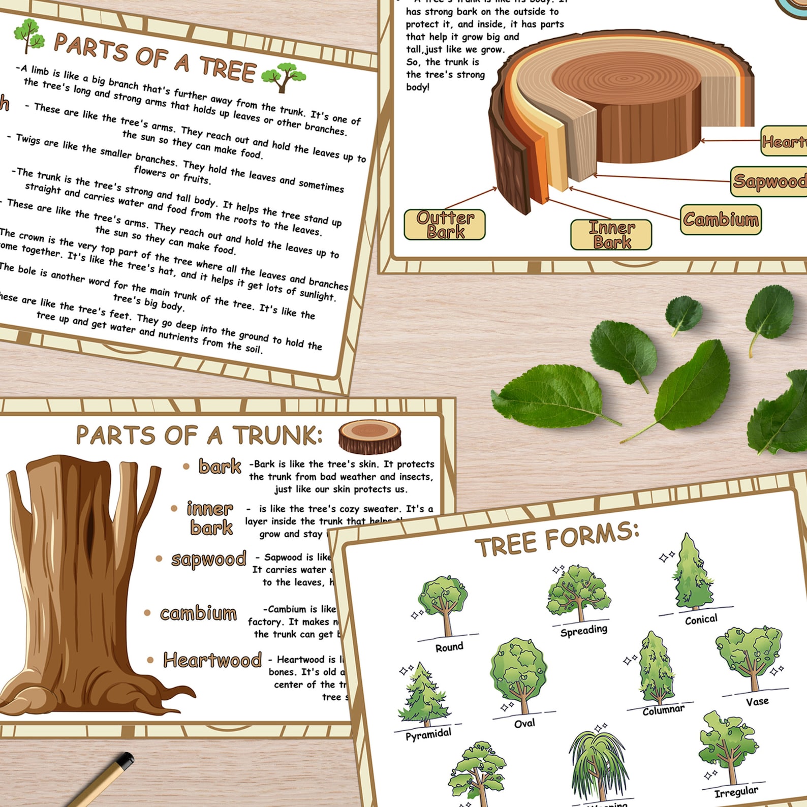 Tree Unit Study for Kids, Anatomy of a Tree & Trunk, Nature Study ...