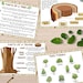 Tree Unit Study for Kids, Anatomy of a Tree & Trunk, Nature Study ...