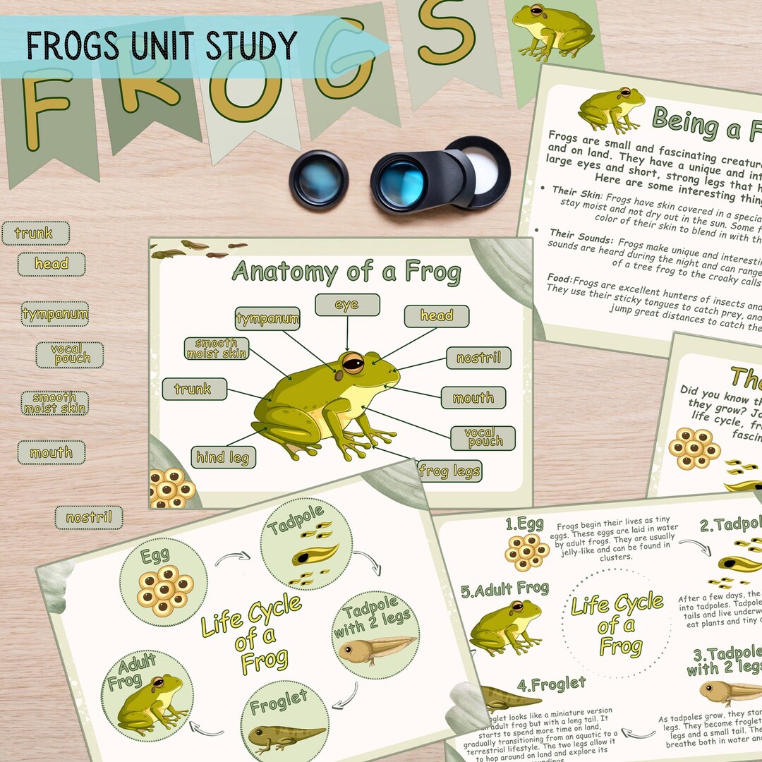 Frog Unit Study Kids, Frogs Amphibian Life Cycle & Anatomy Learning ...