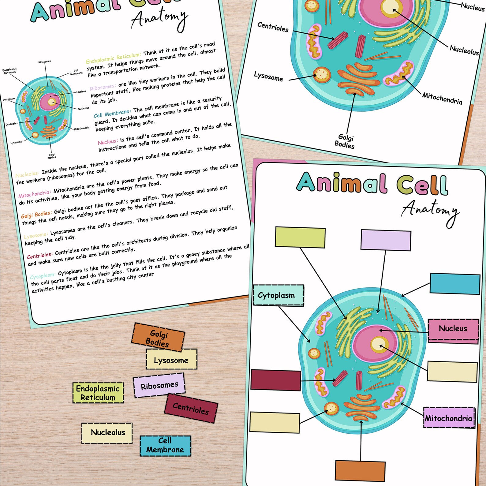 Animal Cell Structure Diagram Biology Lesson for Kids, Science Unit ...
