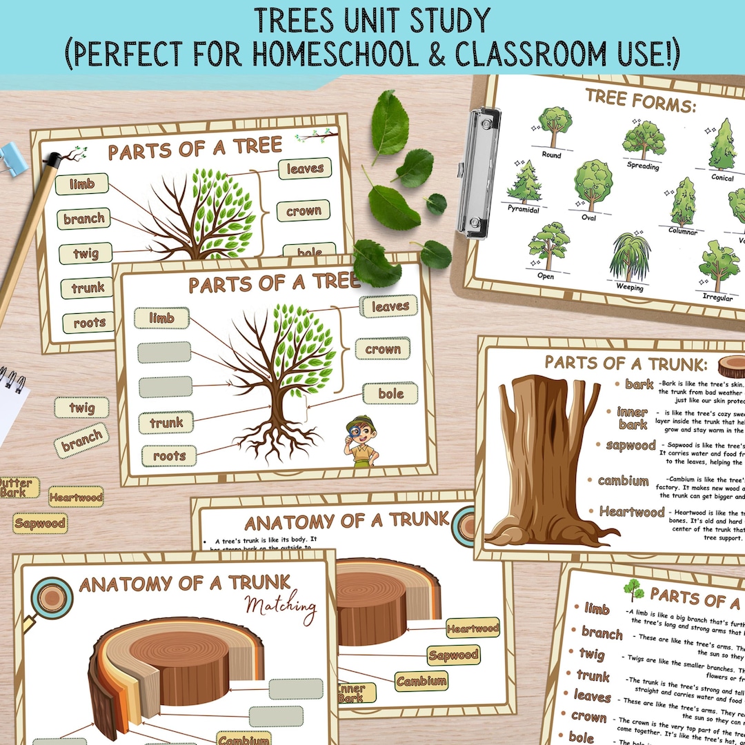 Tree Anatomy Study: Montessori Homeschool Science Worksheets (PDF ...