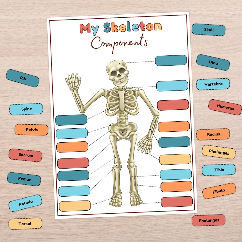 Human Skeleton Anatomy Learning Bundle, Skeleton Activity, Kids Bones ...