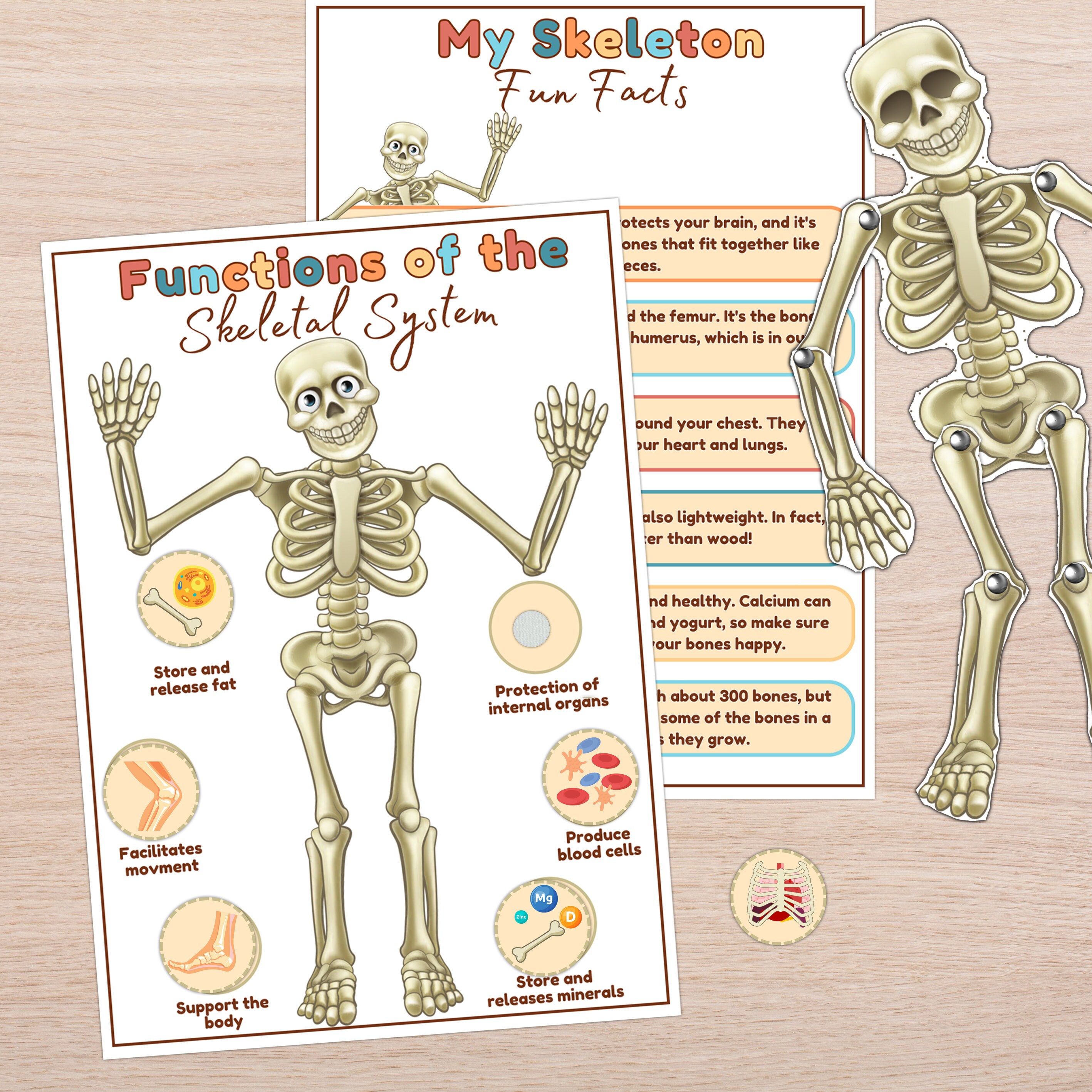 Human Skeleton Anatomy Learning Bundle, Skeleton Activity, Kids Bones ...