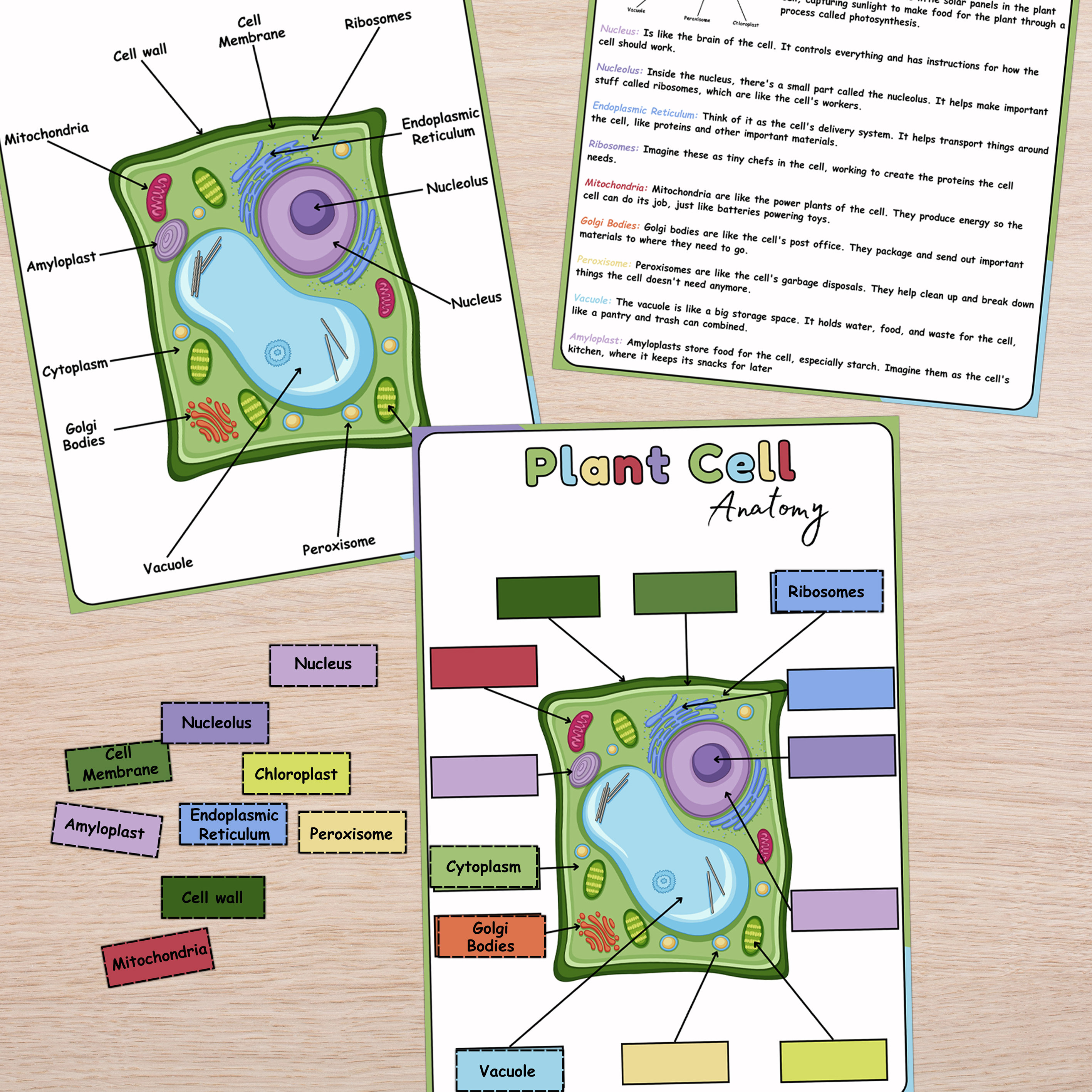 Plant Cell Structure Activity, Plants Biology Lesson for Kids, Nature ...