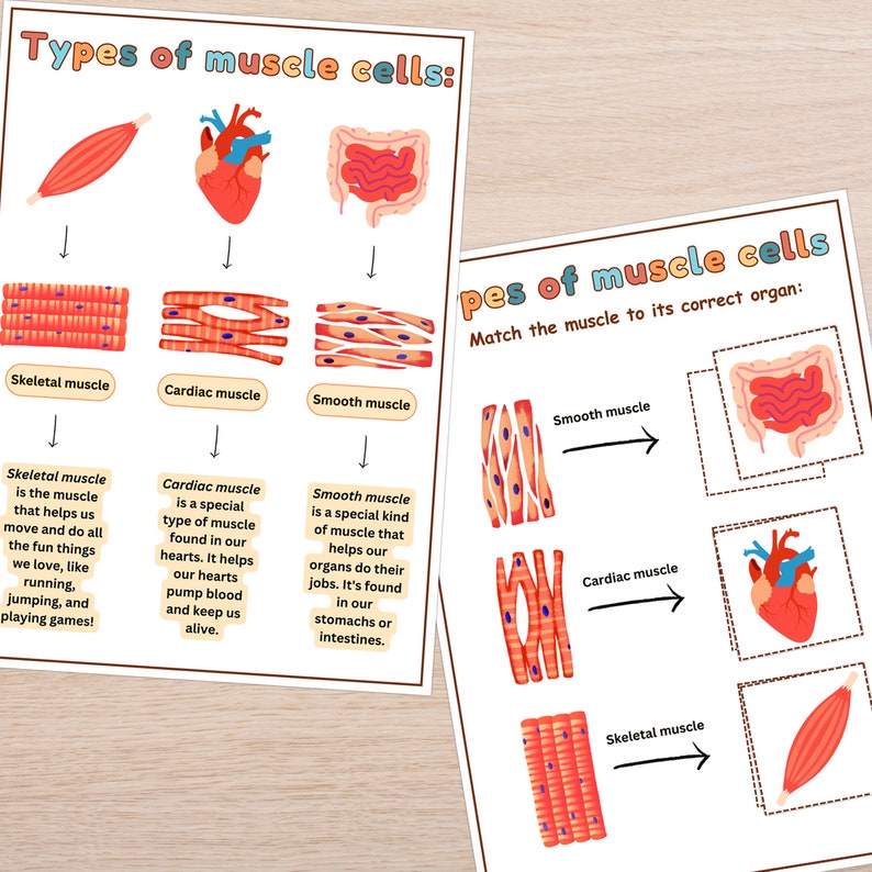 Muscular System Kid Learning Binder, Muscle Diagram, Human Anatomy ...