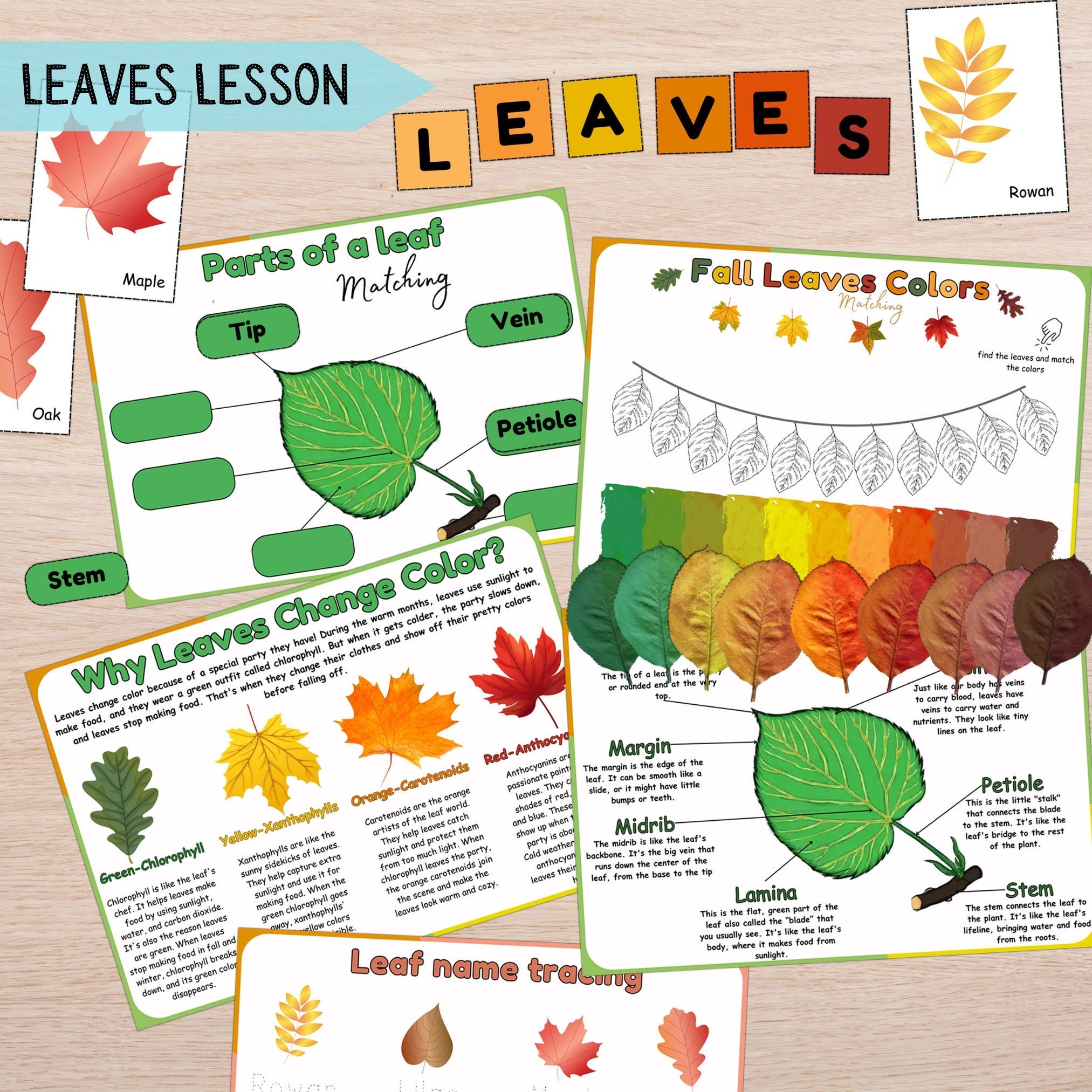 Parts Of A Leaf For Preschool