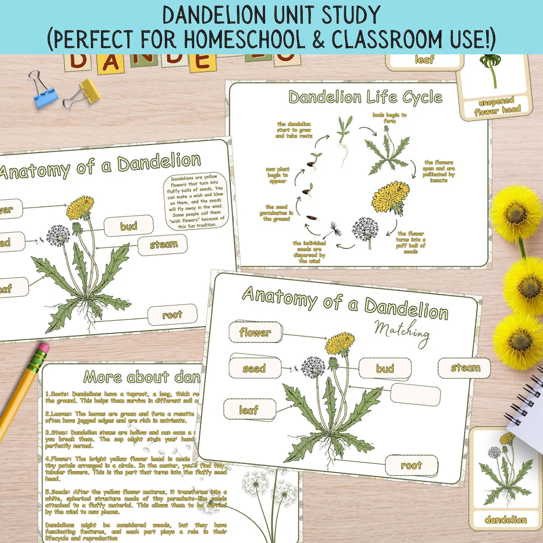 Dandelion Anatomy Unit Study: Homeschool Nature Activity (PDF Download ...