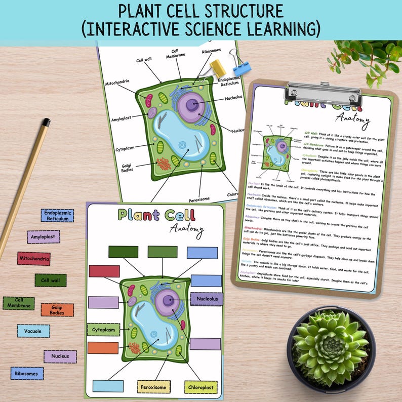 Plant Cell Structure Activity: Homeschool Science Lesson (digital ...