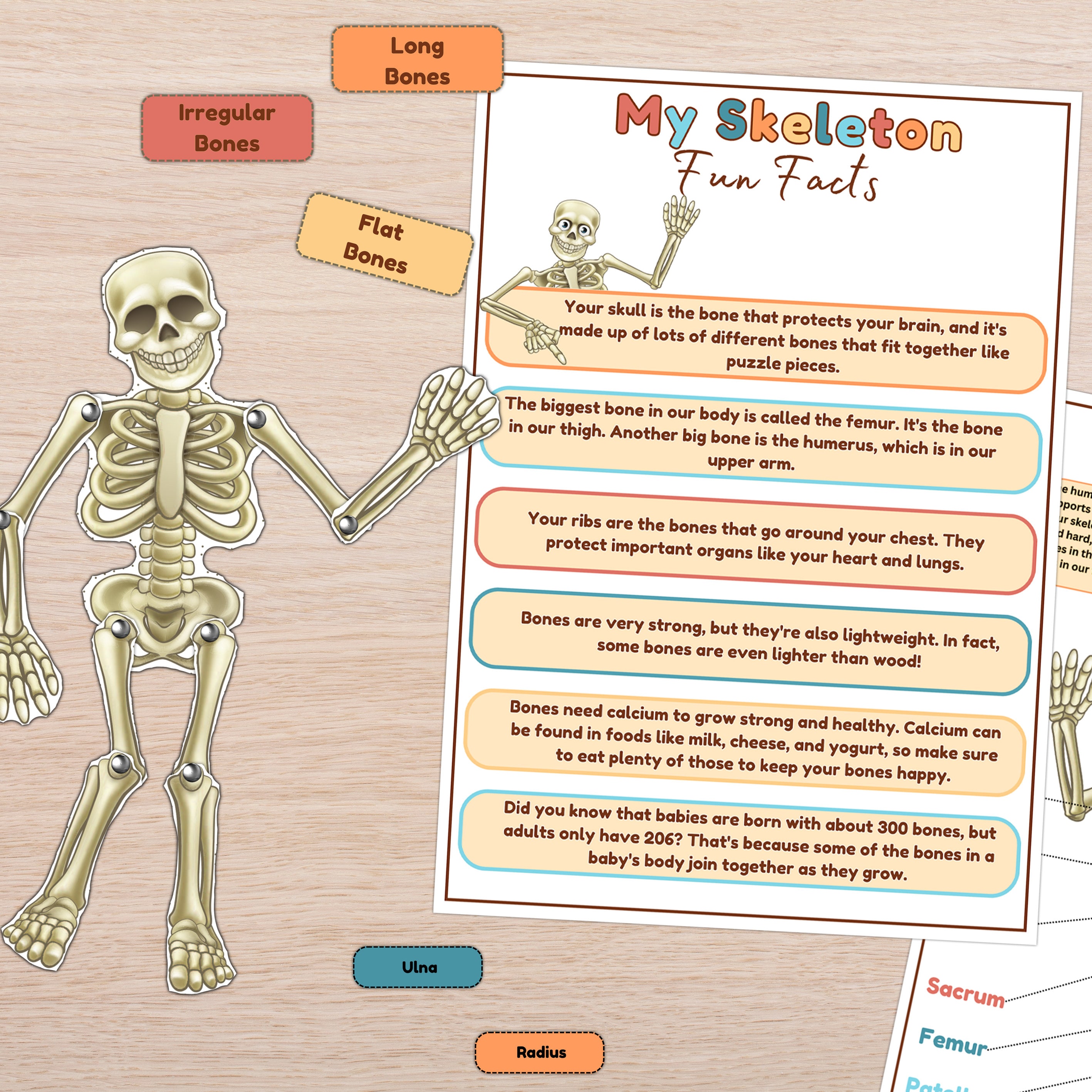 Human Skeleton Anatomy Learning Bundle, Skeleton Activity, Kids Bones ...