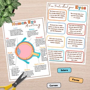 Eye Anatomy Activity for Kids: Printable Diagram & Science Game (PDF ...
