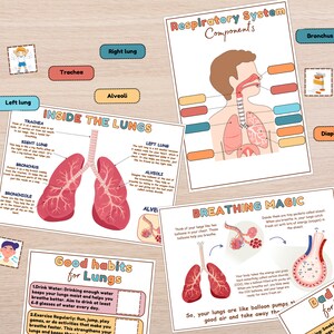 Anatomy Mega Bundle for Kids, Interactive Anatomy Busy Book, Learning ...