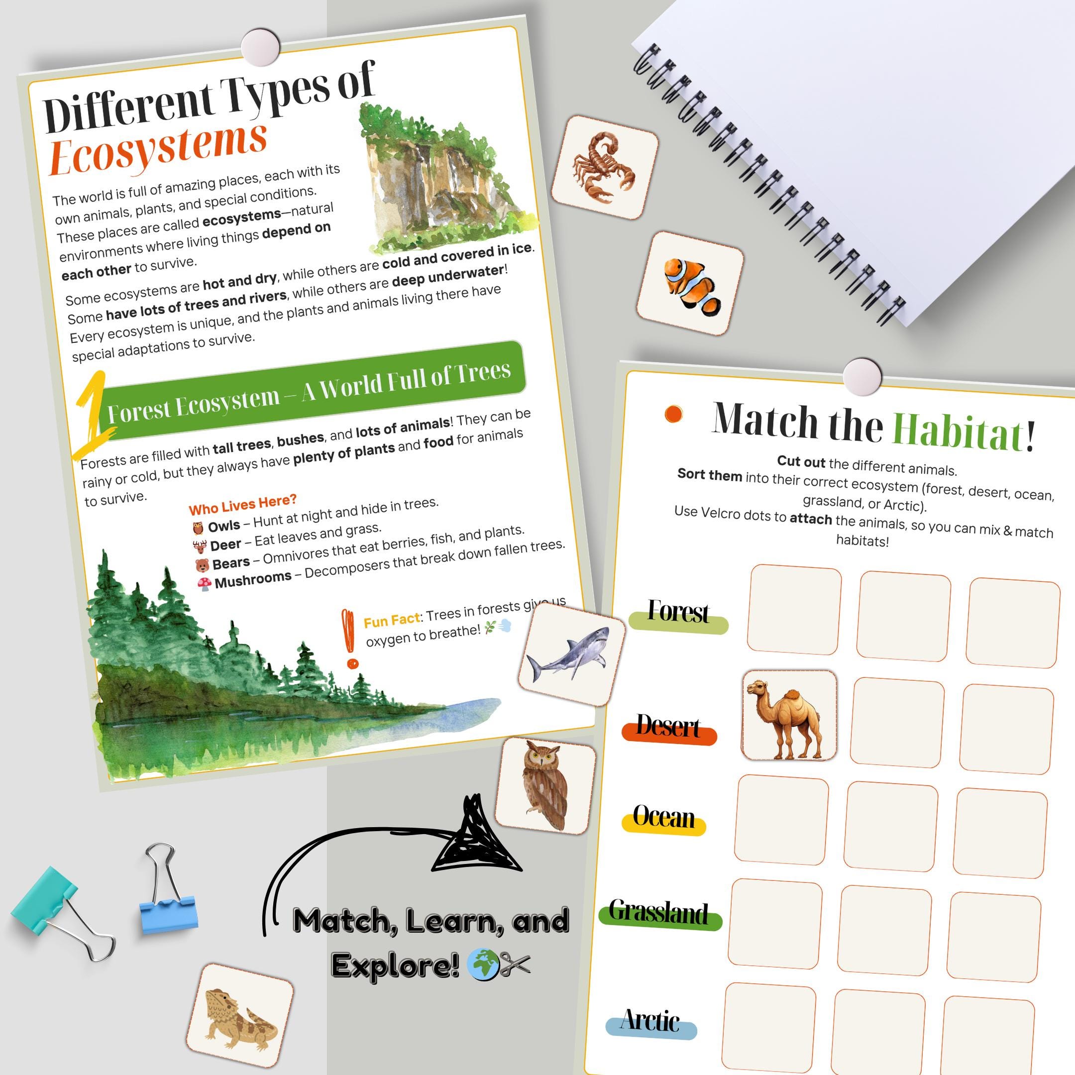 Food Chains & Ecosystems Unit Study: Homeschool Science (PDF) - Etsy