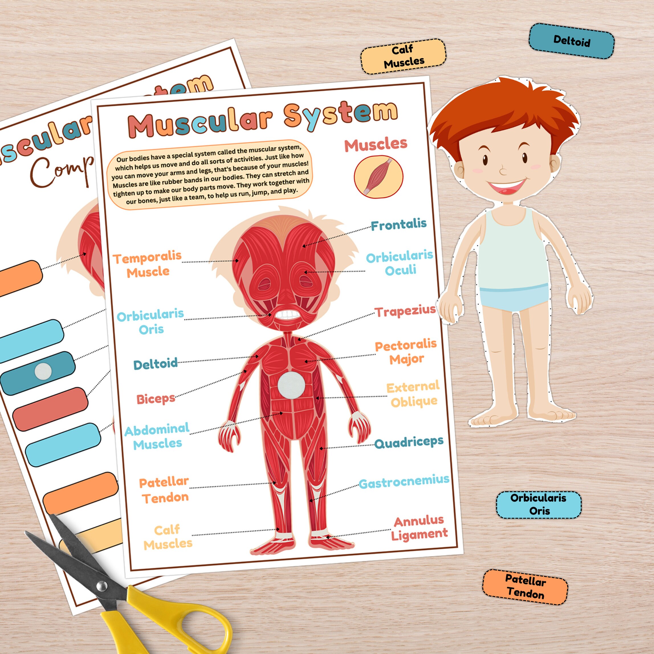 Muscular System Kid Learning Binder, Muscle Diagram, Human Anatomy ...