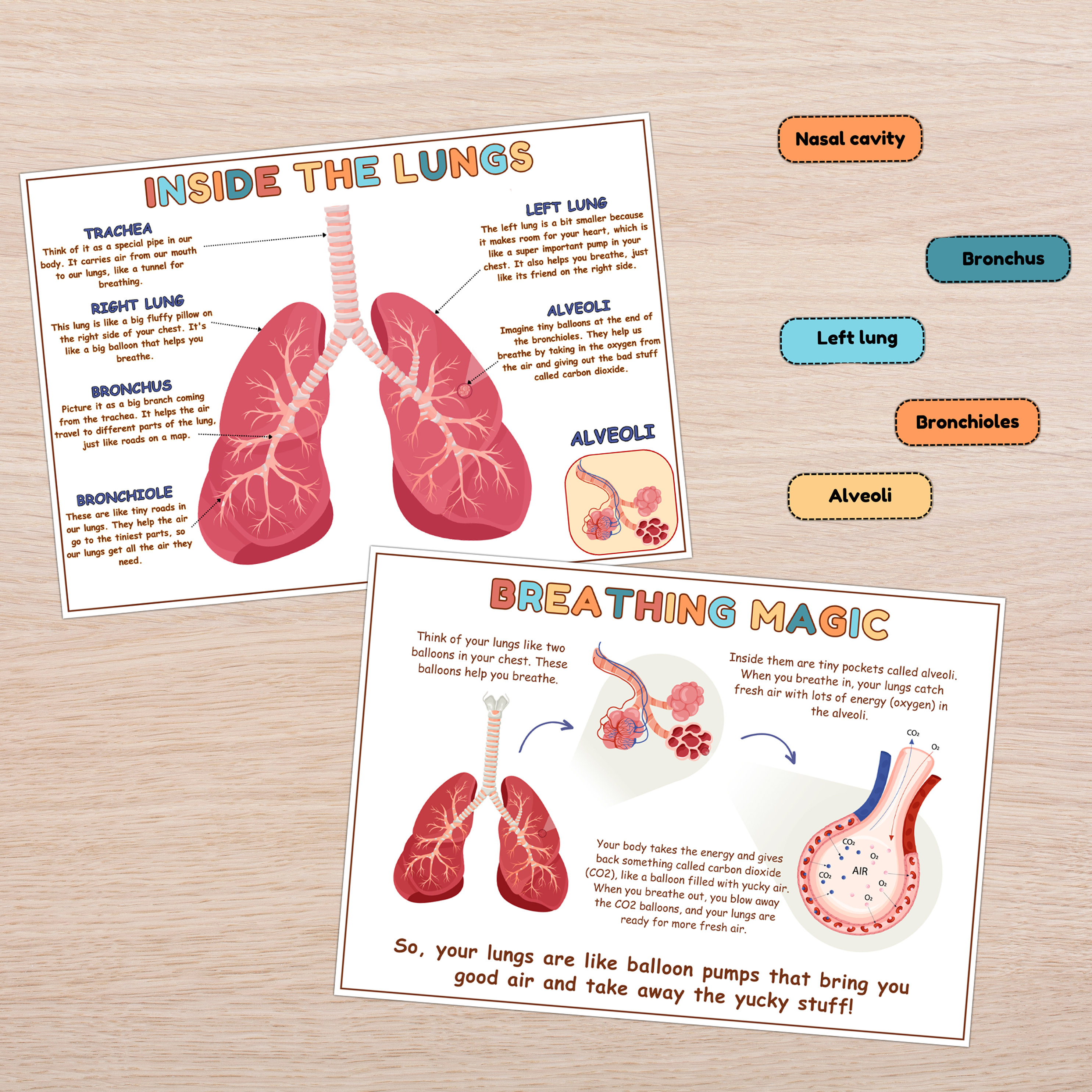 Respiratory System Learning Kit: Human Anatomy Homeschool Printable ...