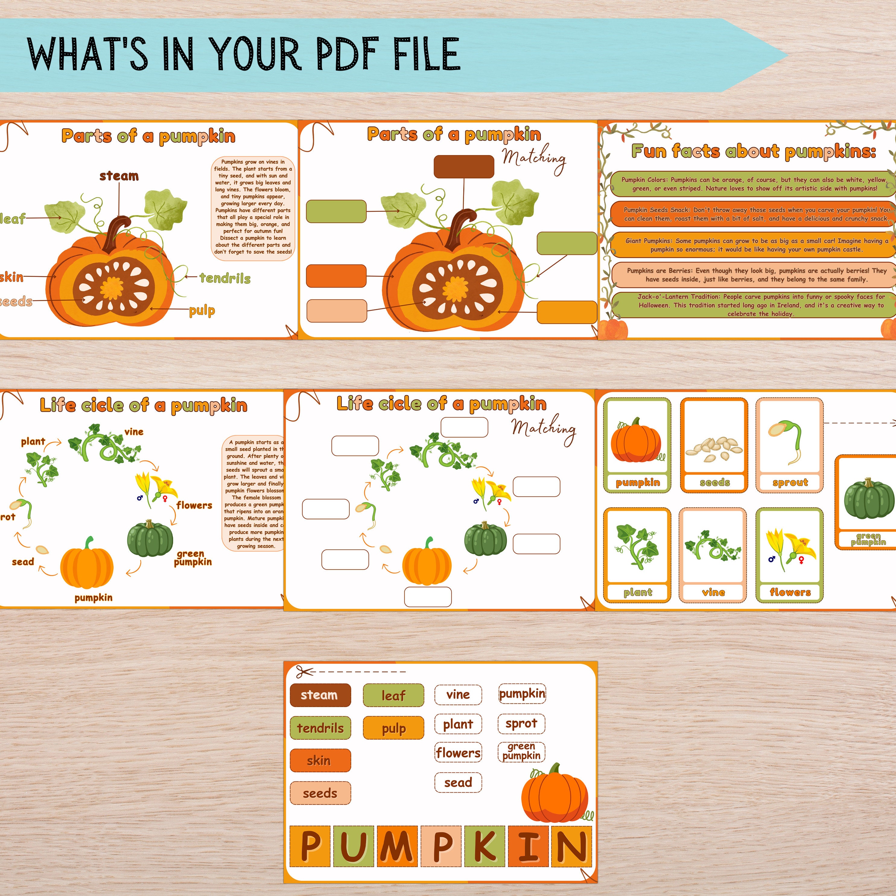 Pumpkin Life Cycle & Anatomy Study: Montessori Science Printable (PDF ...