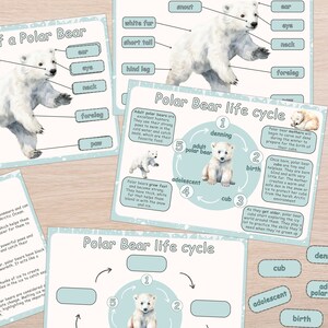 Polar Bear Unit Study Kids, Winter Christmas Activity, Homeschool ...