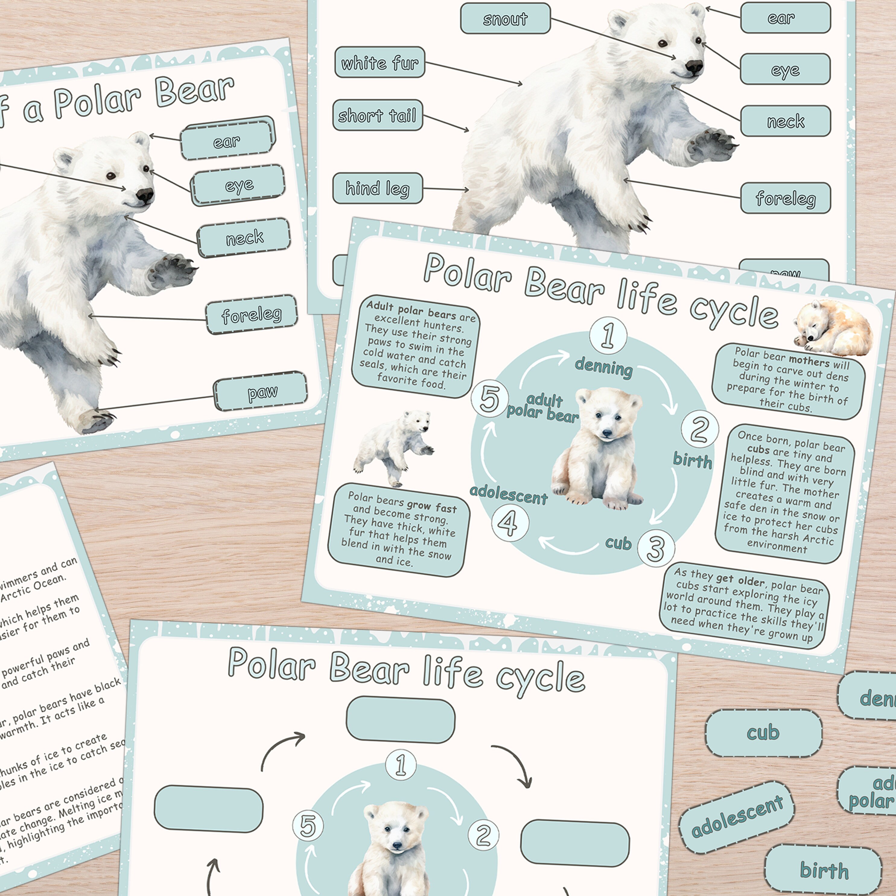 Polar Bear Unit Study Kids, Winter Christmas Activity, Homeschool ...