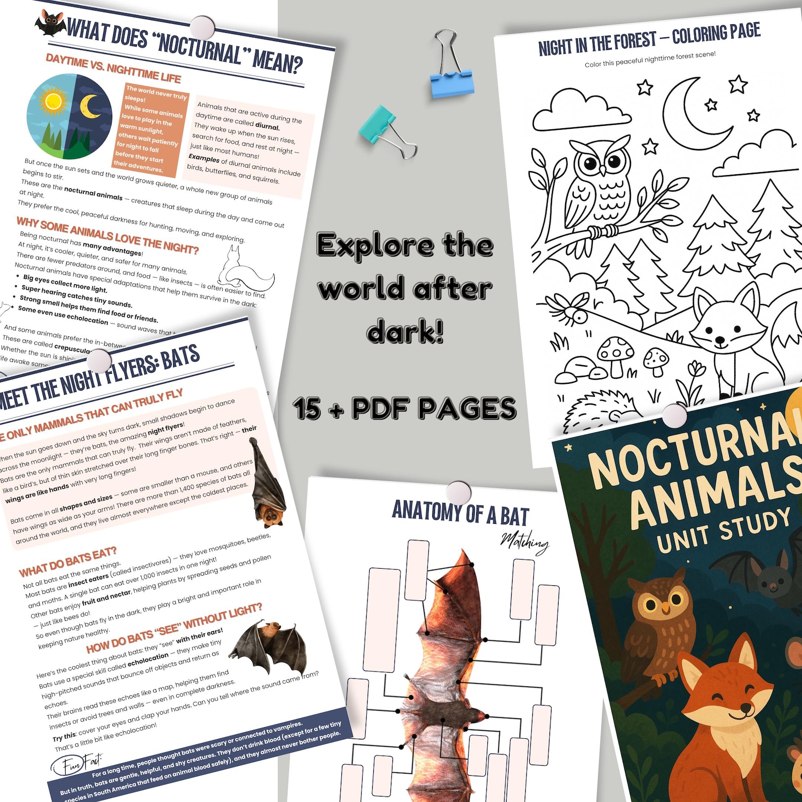 Nocturnal Animals Unit Study | Science & Literacy Activities ...