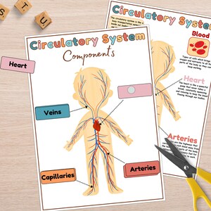 Circulatory System Activity, Blood Types & Compatibility Lesson, My ...