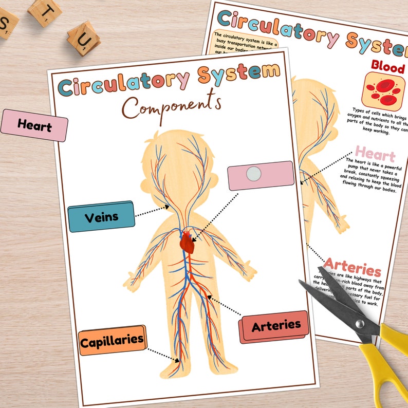 Circulatory System Activity, Blood Types & Compatibility Lesson, My ...