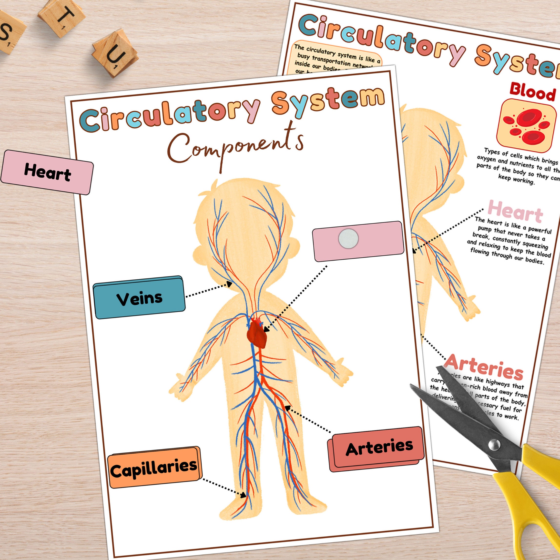 Circulatory System Activity, Blood Types & Compatibility Lesson, My ...