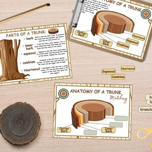 Tree Unit Study for Kids, Anatomy of a Tree & Trunk, Nature Study ...