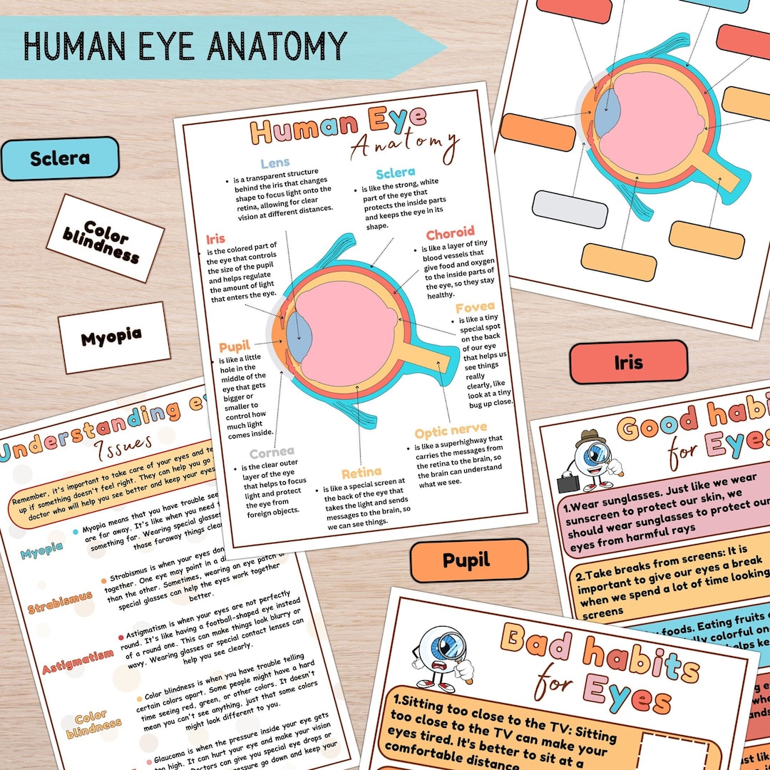 Human Eye Anatomy Printable Activity for Kids, Eye Organ Diagram ...