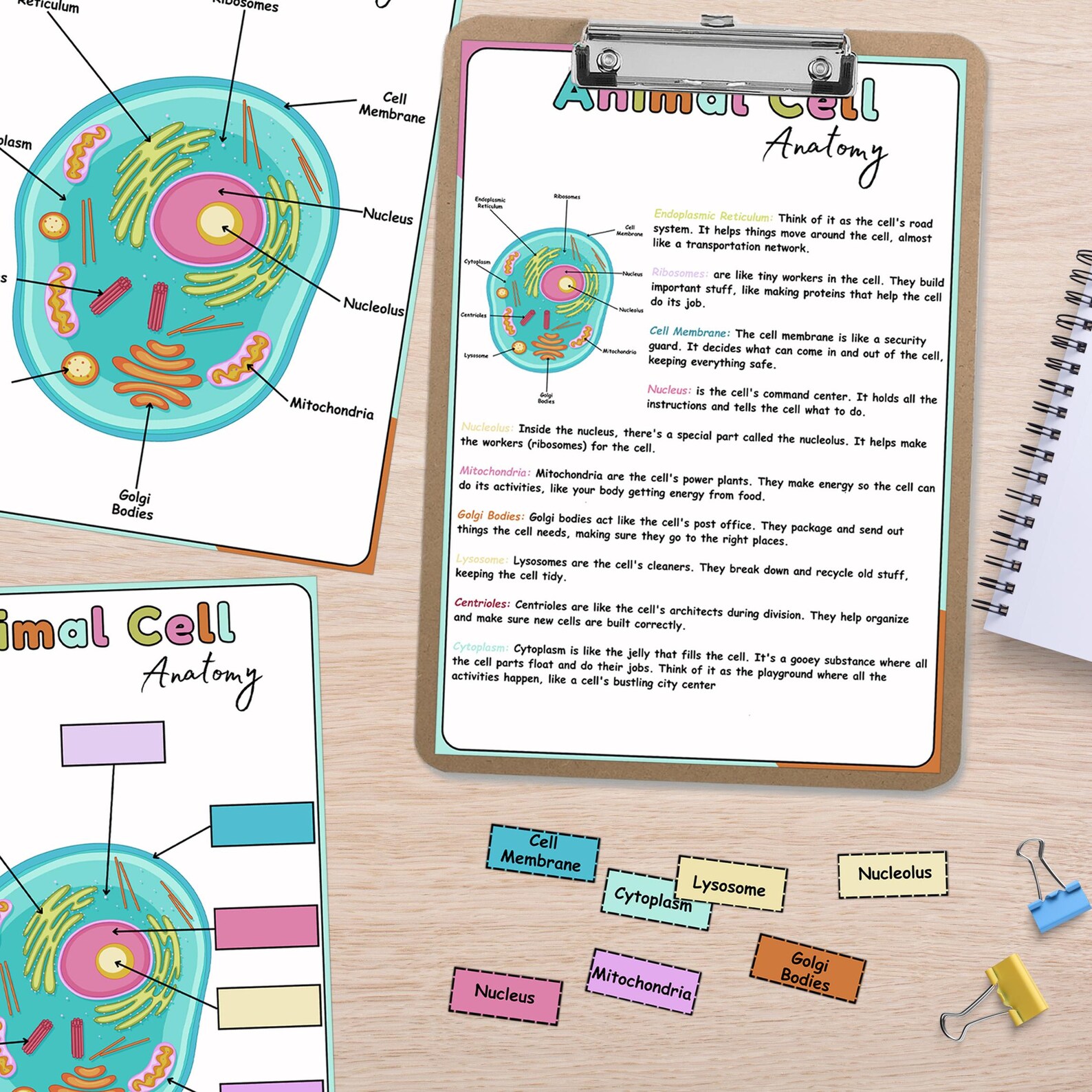 Animal Cell Structure Diagram Biology Lesson for Kids, Science Unit ...