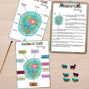 Animal Cell Structure Diagram Biology Lesson for Kids, Science Unit ...