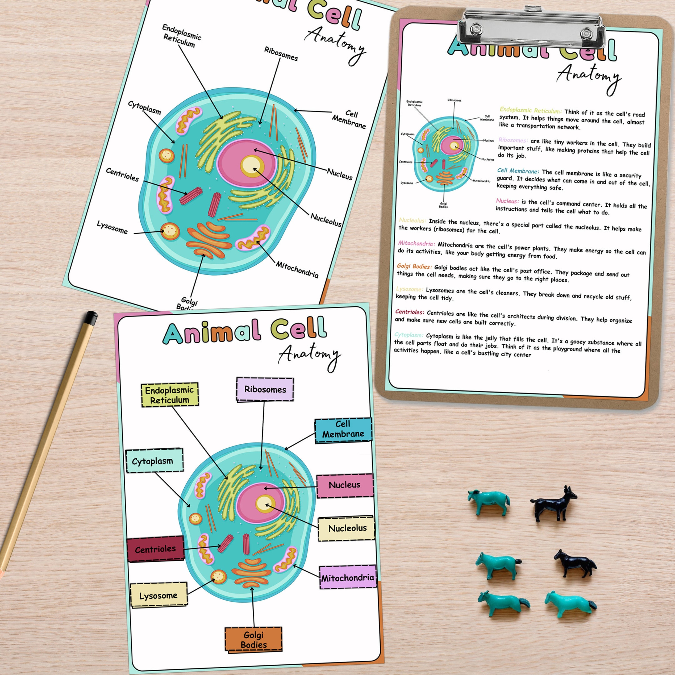 Animal Cell Structure Diagram Biology Lesson for Kids, Science Unit ...