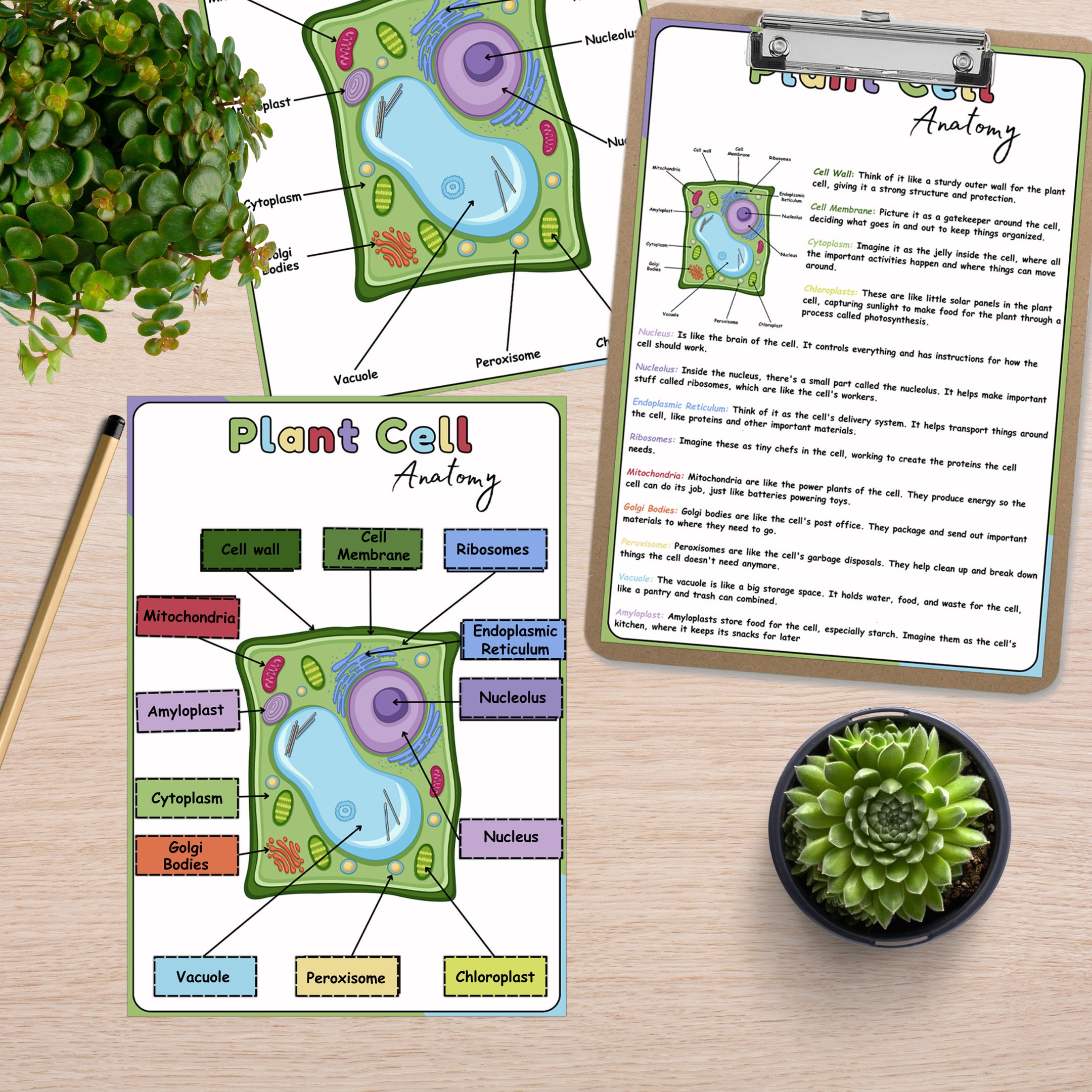 Plant Cell Structure Activity, Plants Biology Lesson for Kids, Nature ...