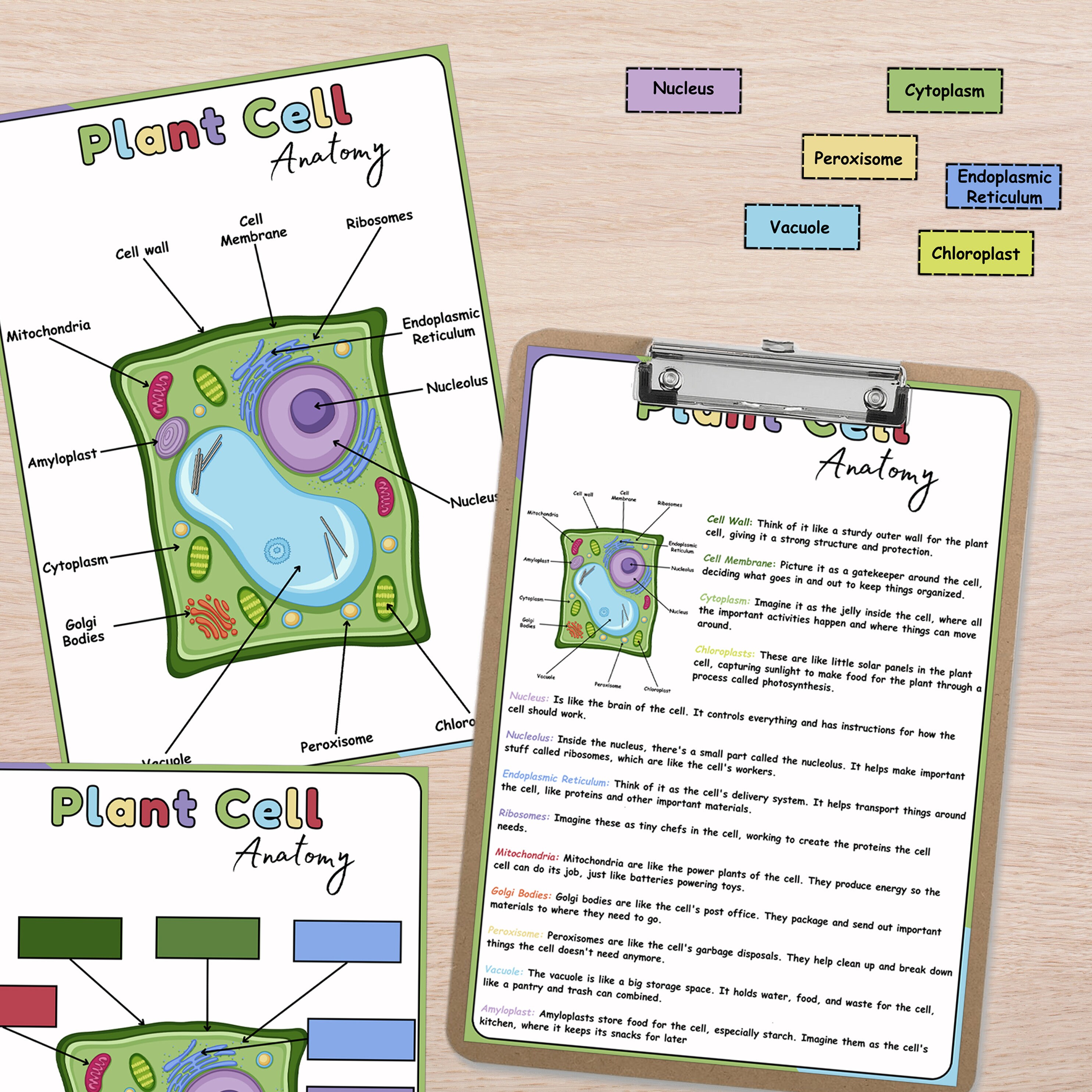 Plant Cell Structure Activity, Plants Biology Lesson for Kids, Nature ...