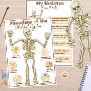 Human Skeleton Anatomy Learning Bundle, Skeleton Activity, Kids Bones ...