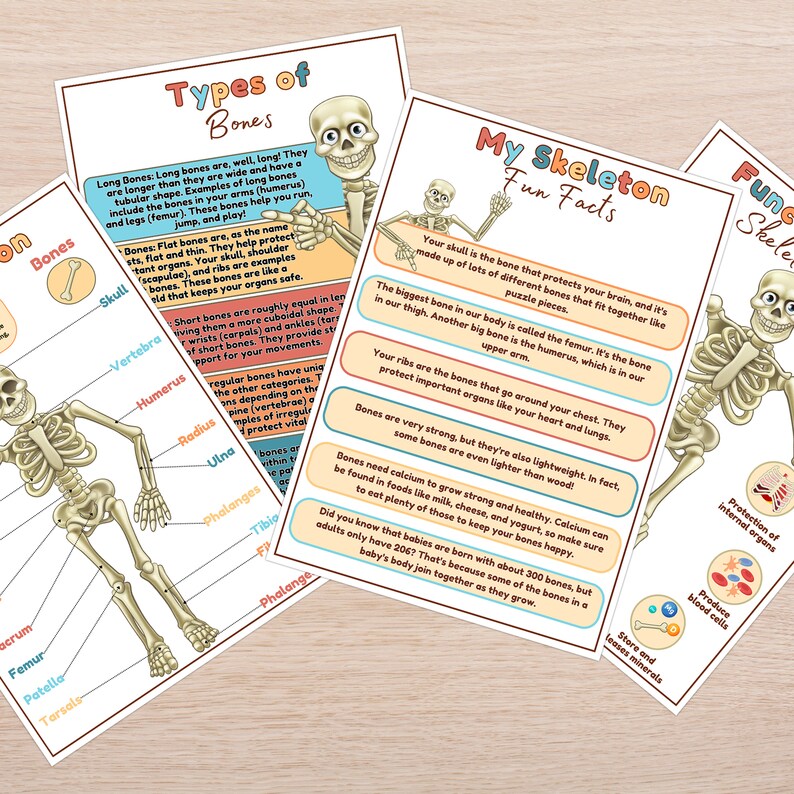 Human Skeleton Anatomy Learning Bundle Skeleton Activity - Etsy