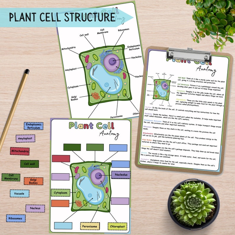 Plant Cell Structure Activity, Plants Biology Lesson for Kids, Nature ...