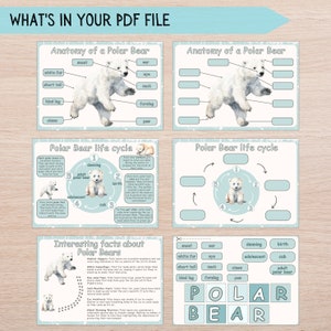 Polar Bear Unit Study Kids, Winter Christmas Activity, Homeschool ...