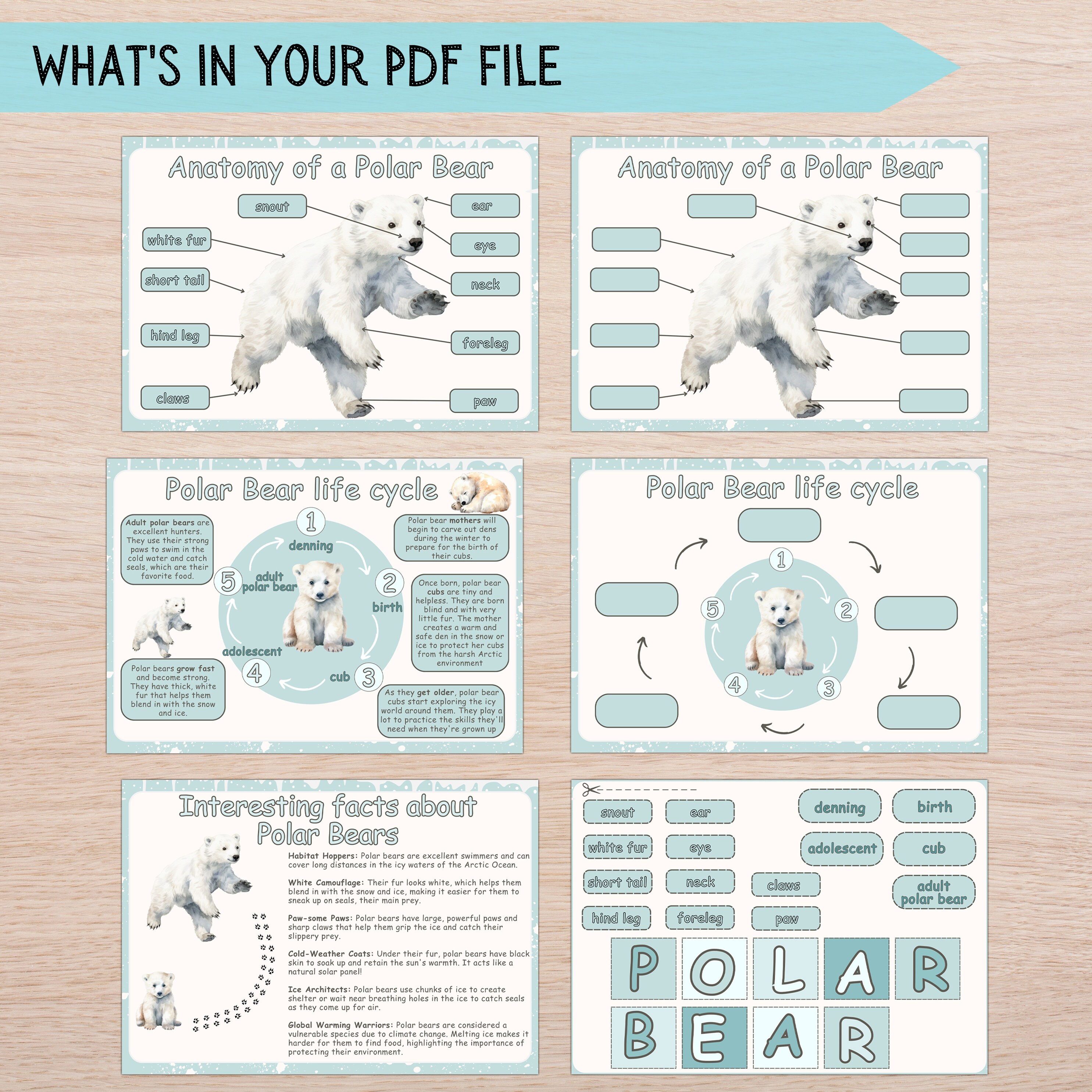Polar Bear Unit Study Kids, Winter Christmas Activity, Homeschool ...