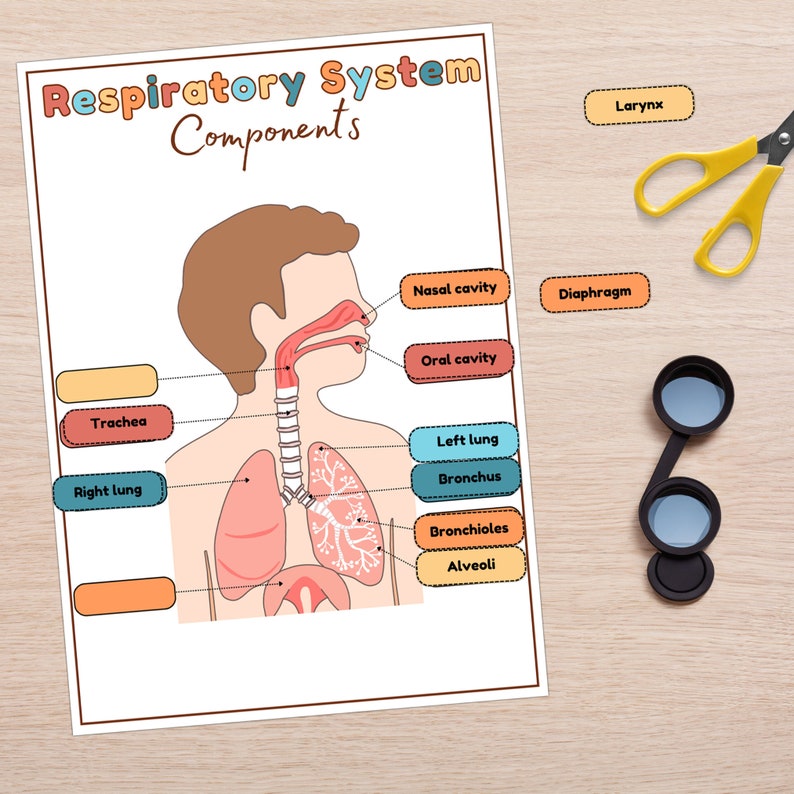 Respiratory System Learning Kit: Human Anatomy Homeschool Printable ...