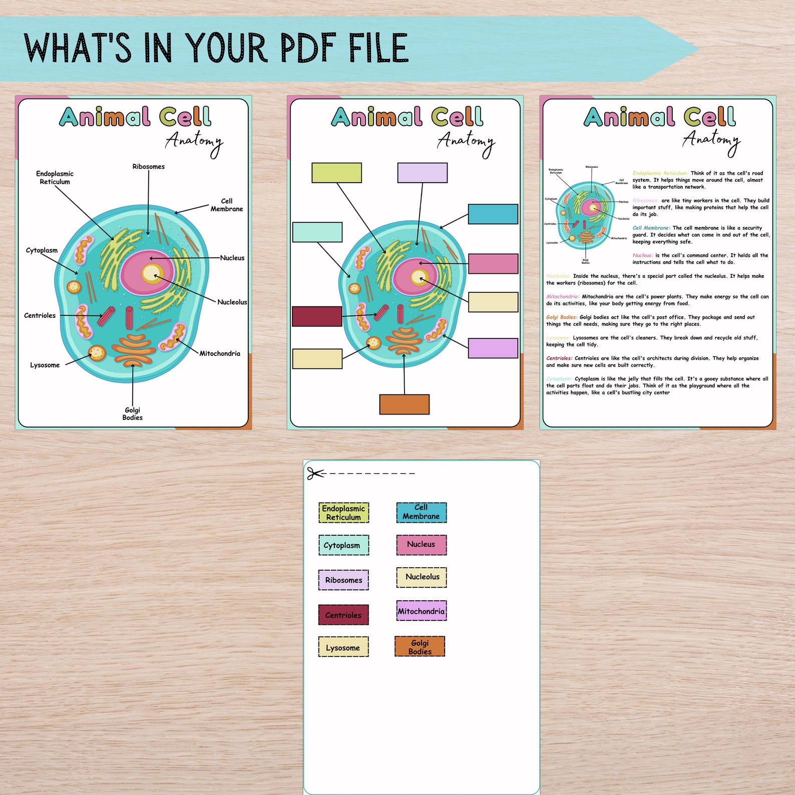 Animal Cell Structure Diagram Biology Lesson for Kids, Science Unit ...
